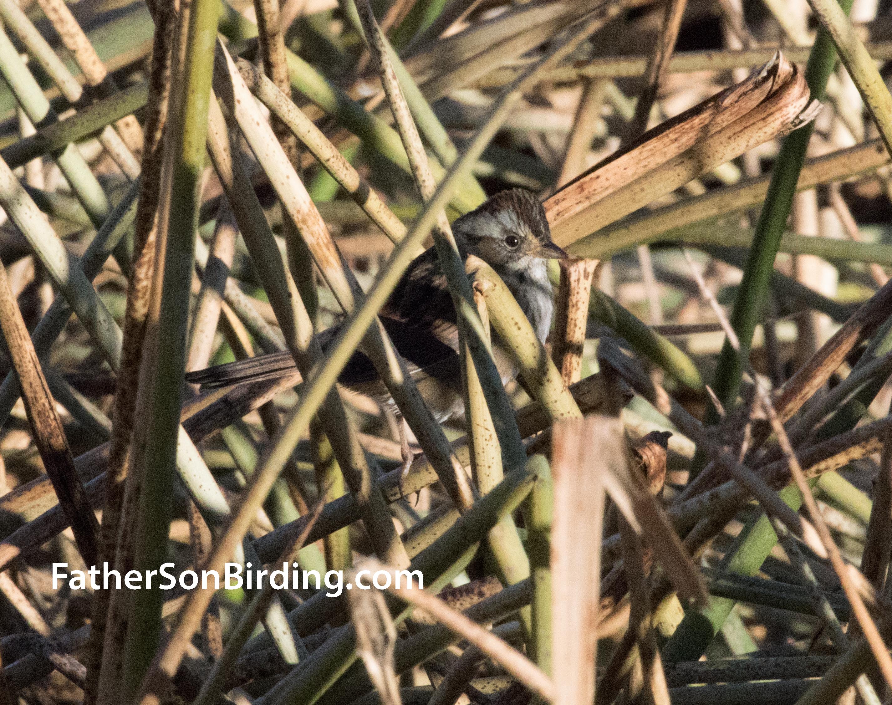 Fall Surprises | FatherSonBirding