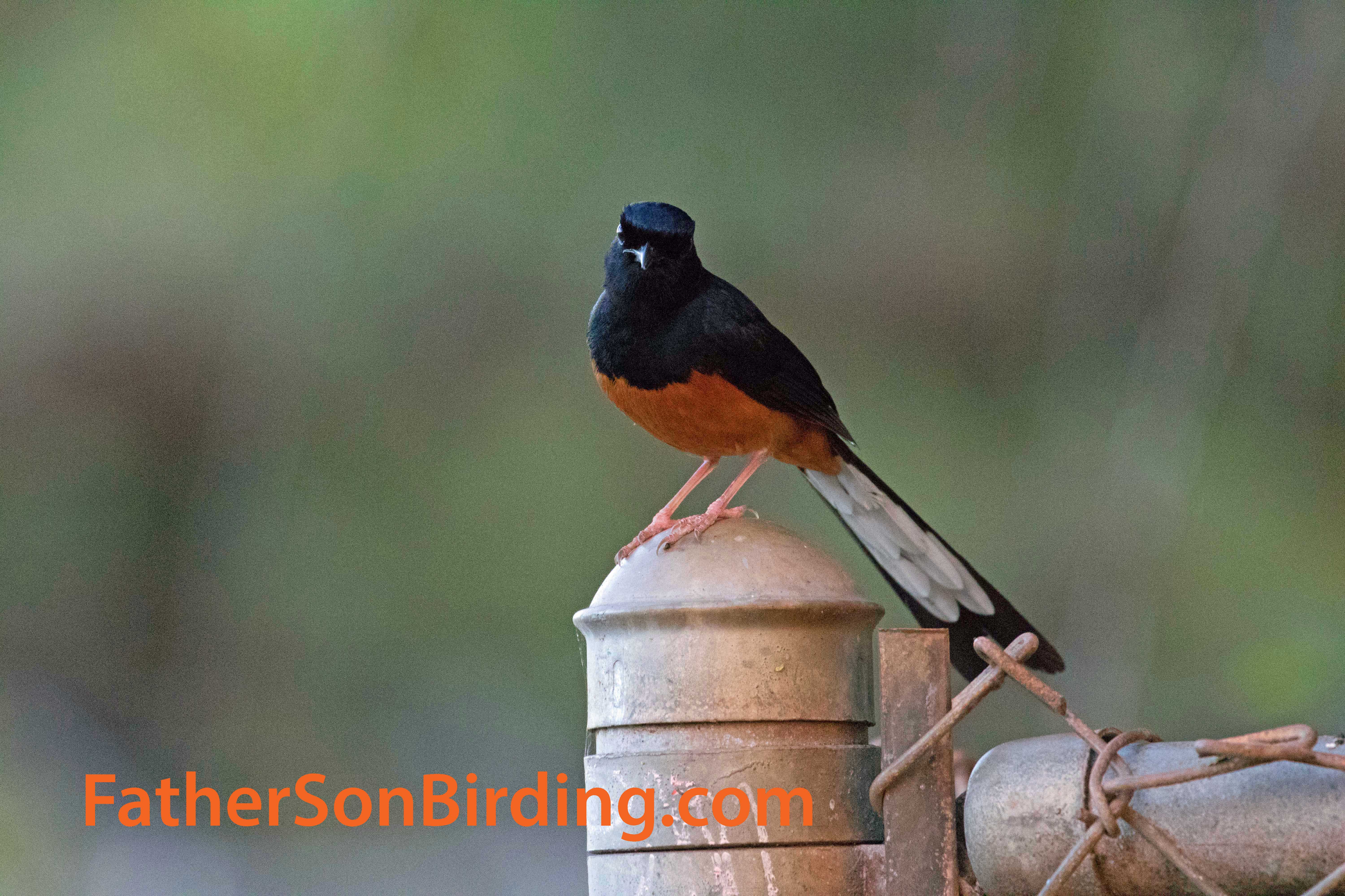 Hawai’i: The International Jungle | FatherSonBirding