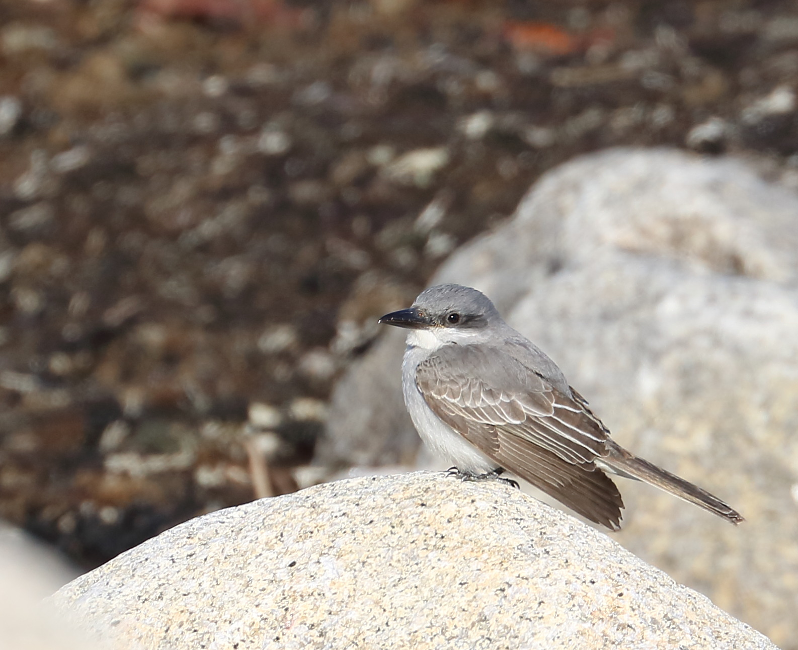 When Montana Birders Collide, Great Birds Can Happen (Report from ...