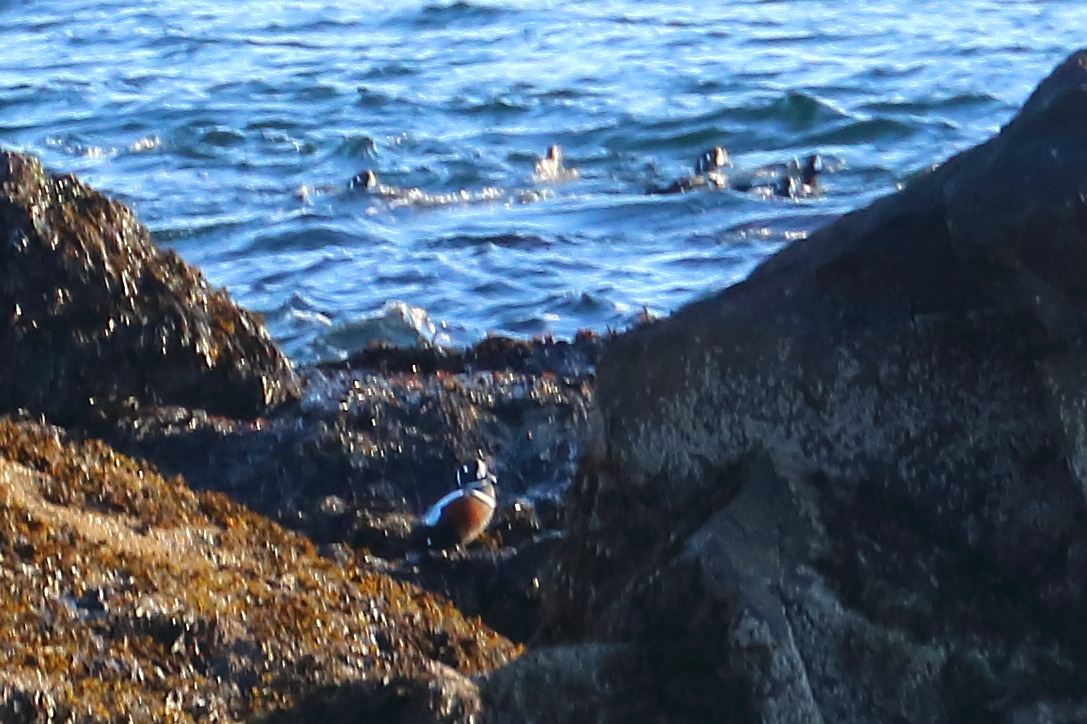When Montana Birders Collide, Great Birds Can Happen (Report from ...
