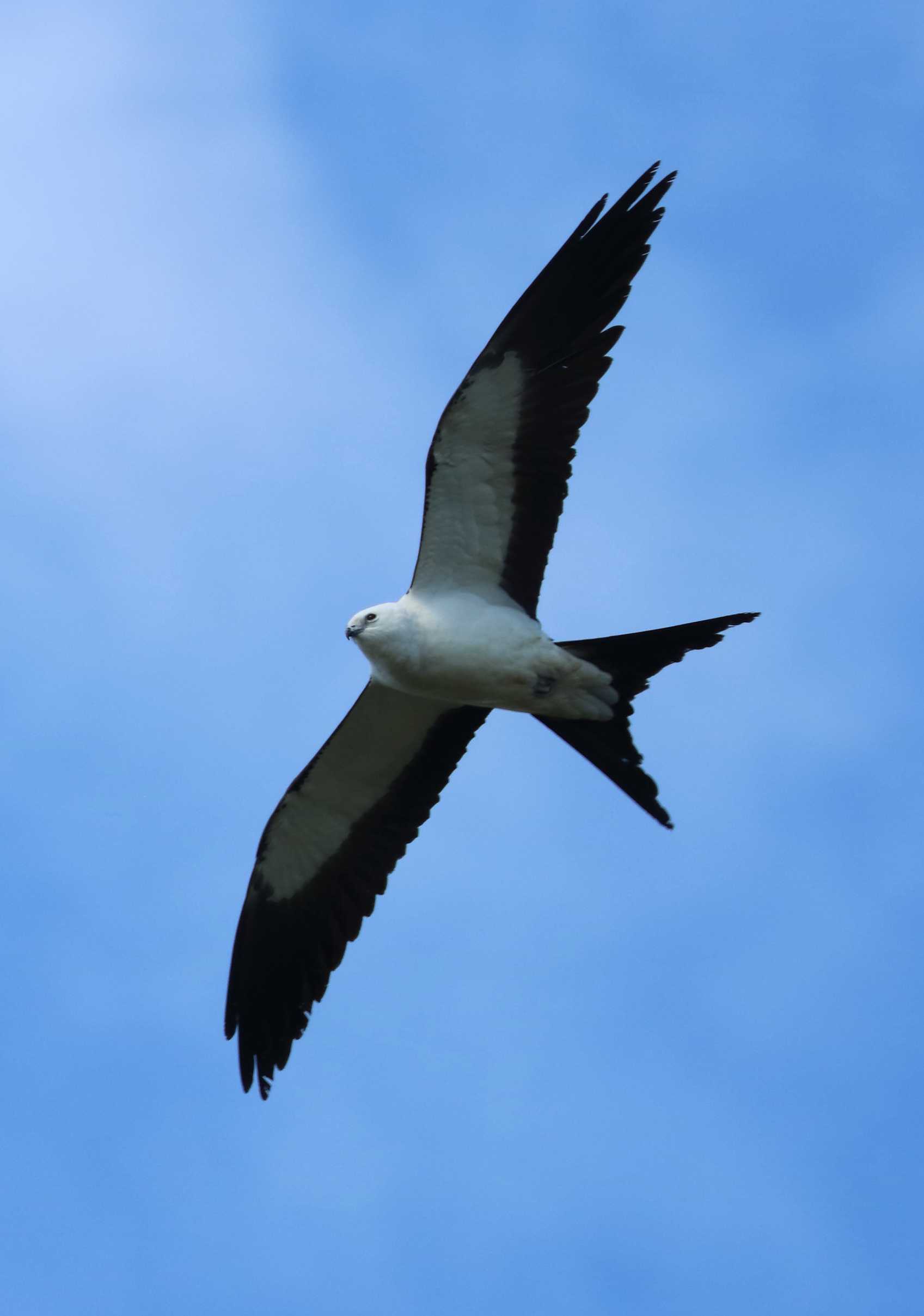 Counting Down Braden’s and Sneed’s Top 2022 Birds | FatherSonBirding