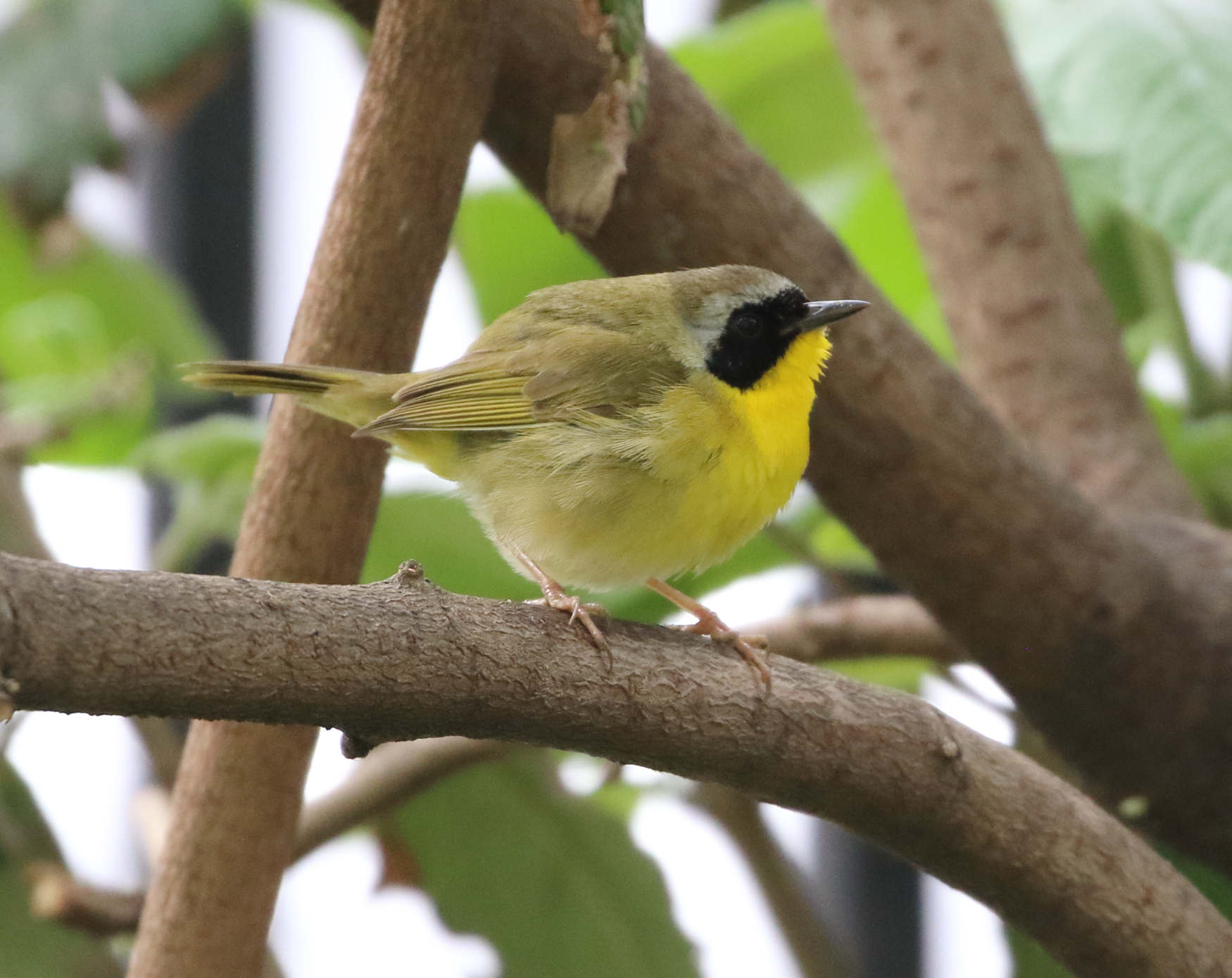 New York City | FatherSonBirding