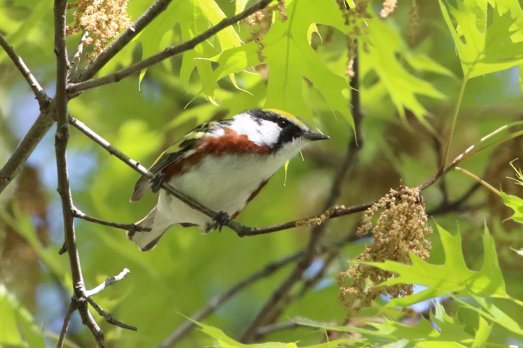 Birding Central Park | FatherSonBirding