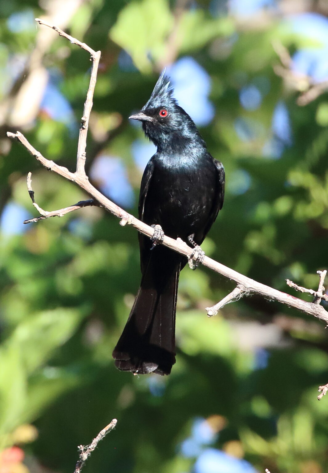 FatherSonBirding | Sharing the Passion of Birds and Birding