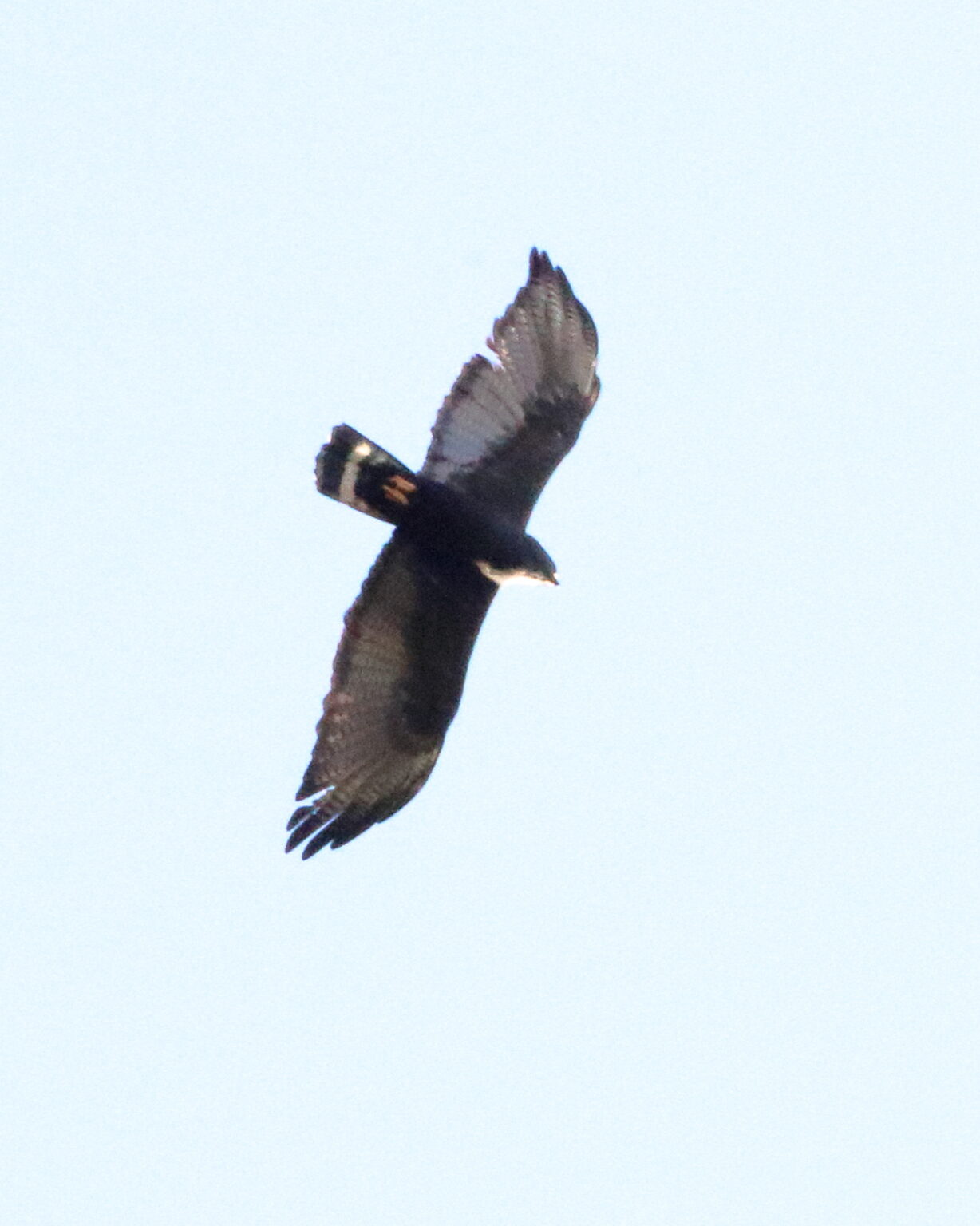 Counting Down Braden’s and Sneed’s Top 2022 Birds | FatherSonBirding
