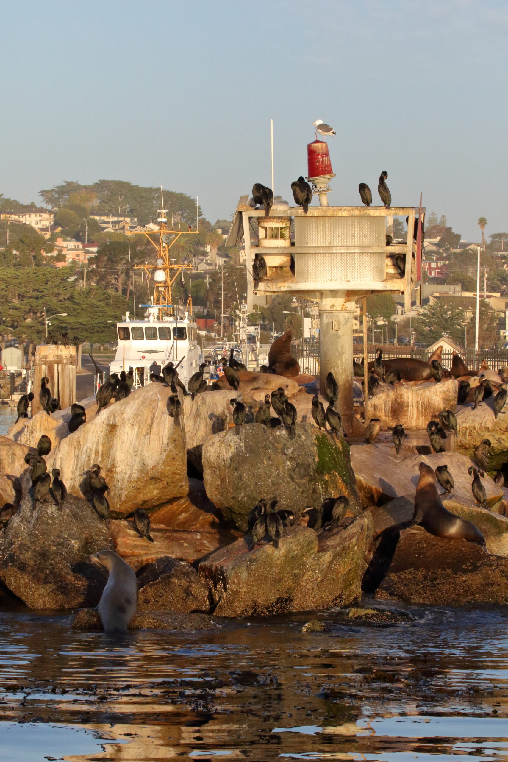 Half Moon Bay & the Hunt for Braden’s 1,000th Bird | FatherSonBirding