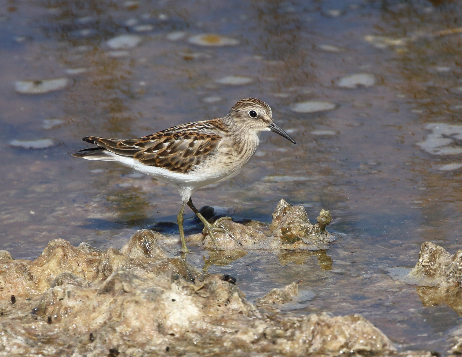 FatherSonBirding | Sharing the Passion of Birds and Birding