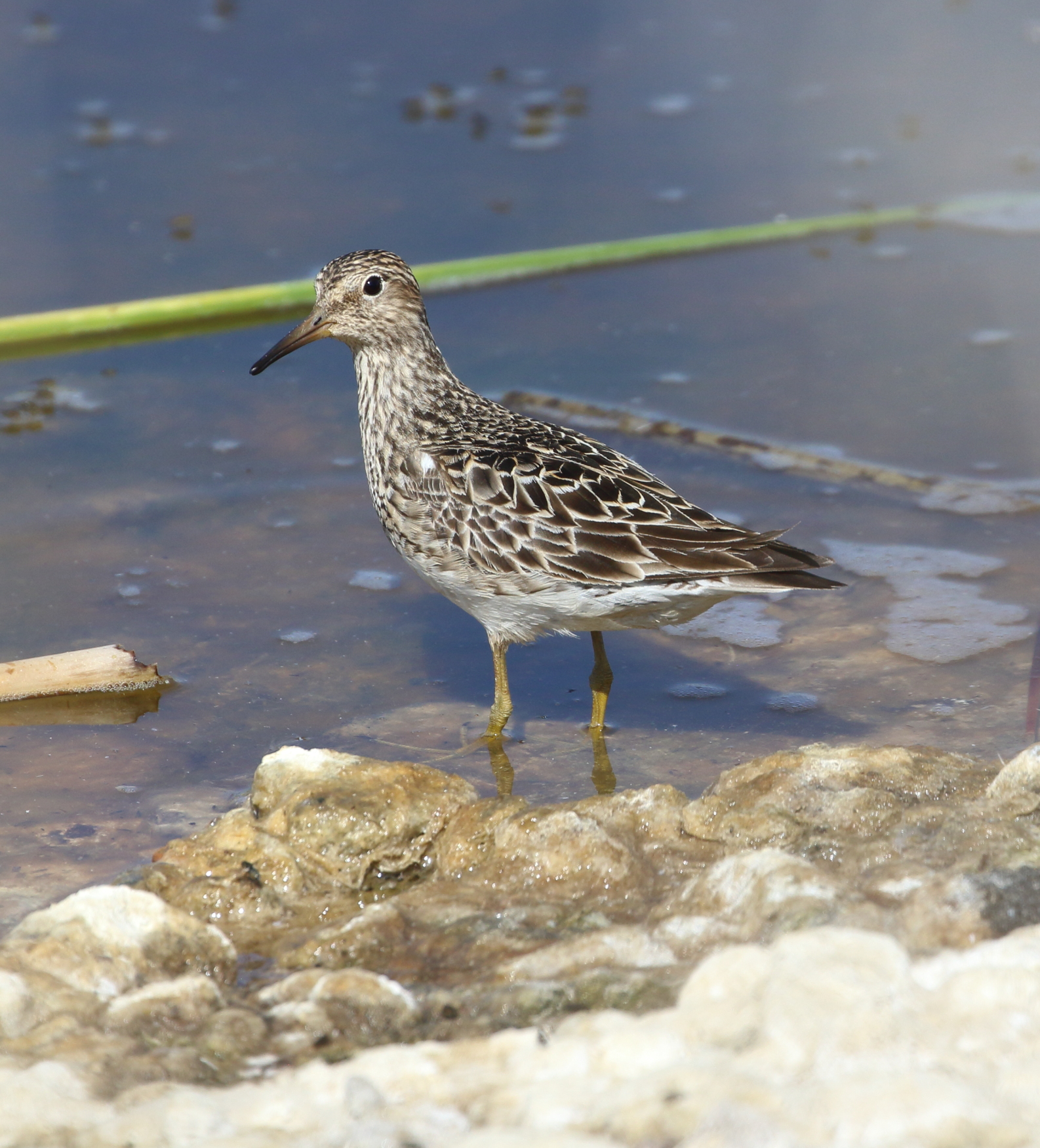 Types Of Shorebirds