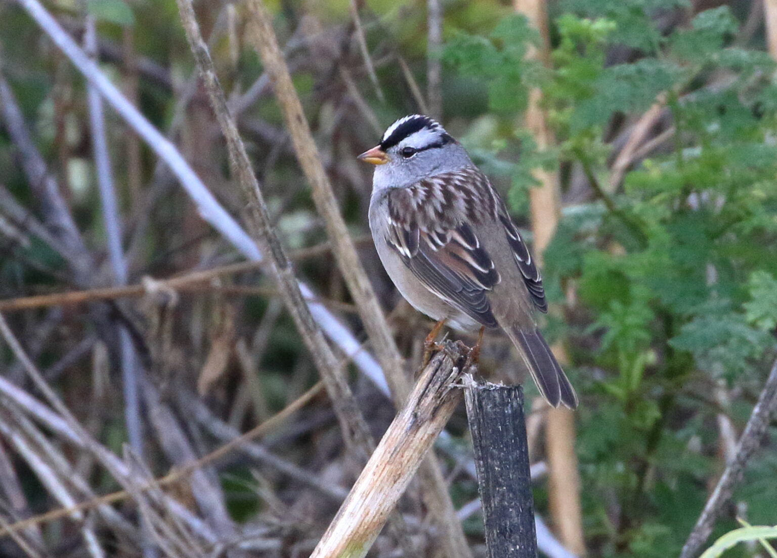Welcoming White-crowned Sparrows—with Observer Bias | FatherSonBirding