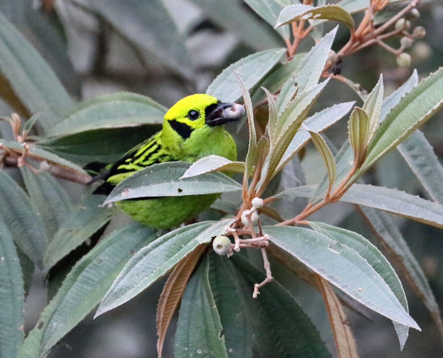 FatherSonBirding | Sharing the Passion of Birds and Birding
