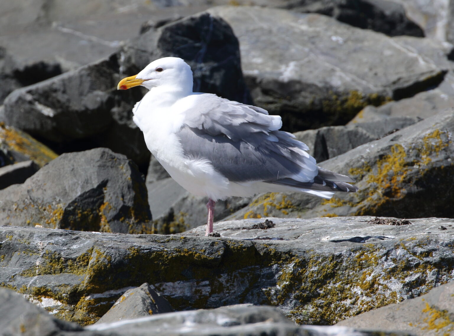 FatherSonBirding | Sharing the Passion of Birds and Birding