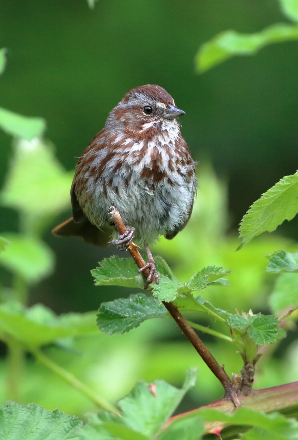 FatherSonBirding | Sharing the Passion of Birds and Birding