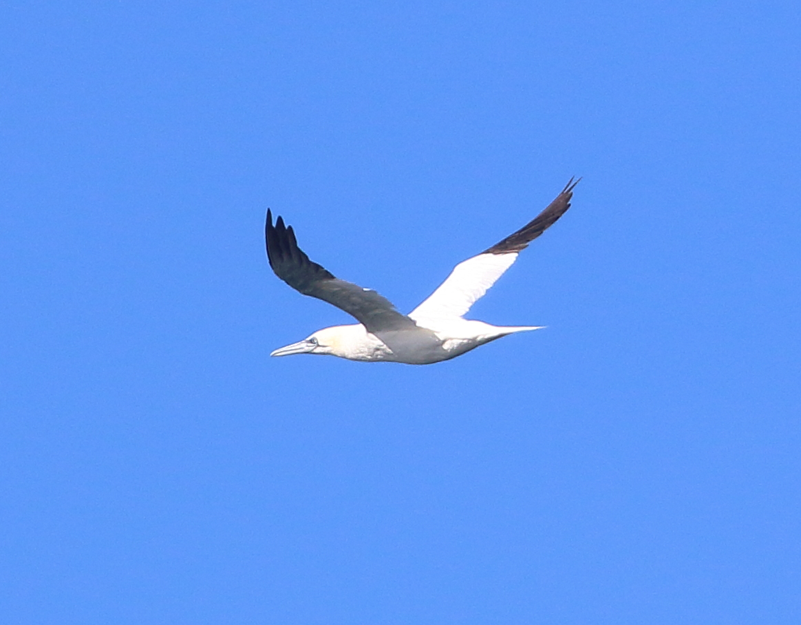 Birding Race Point: Cape Cod’s Pelagic Playground | FatherSonBirding