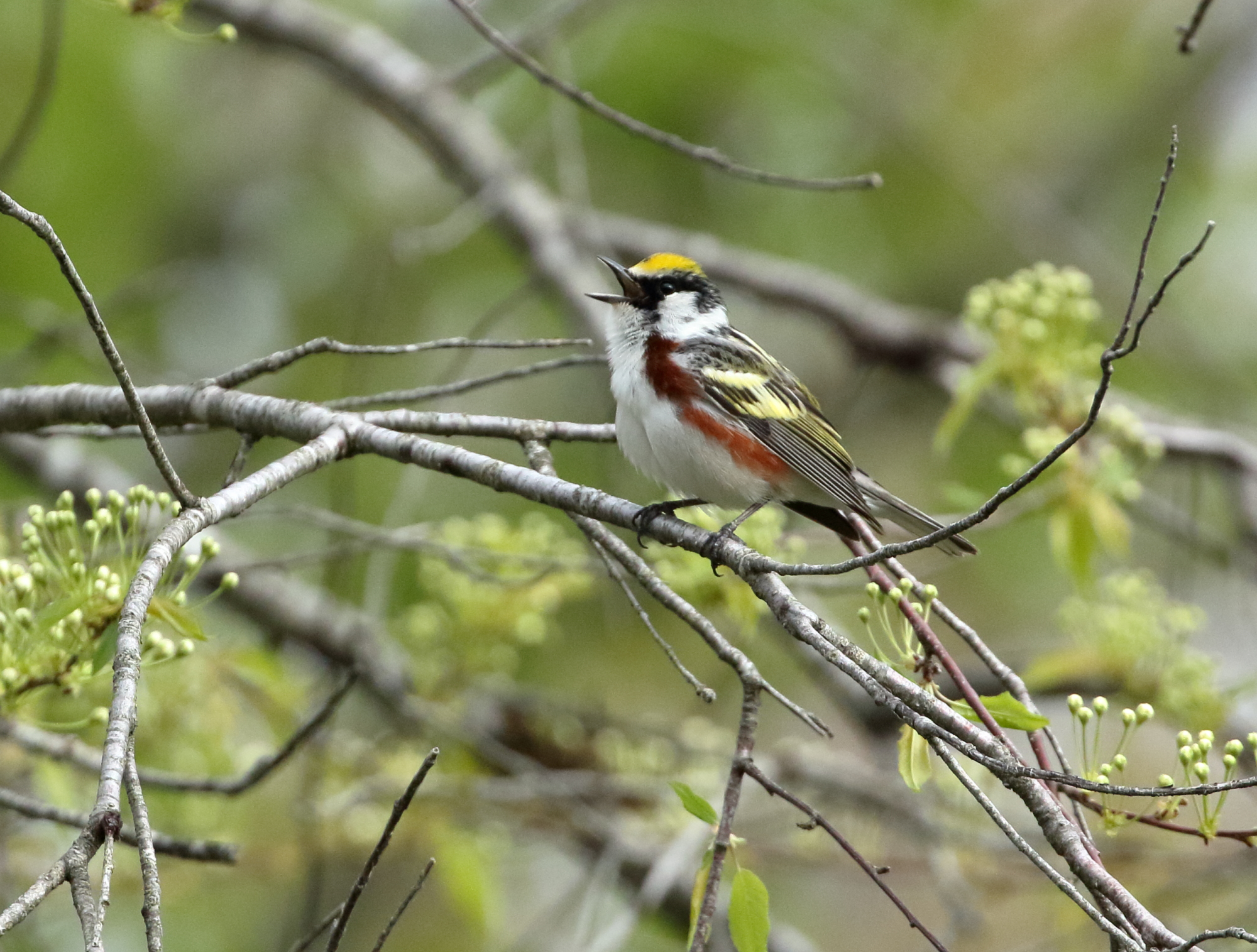 Graduation Birding Bonanza in Maine | FatherSonBirding